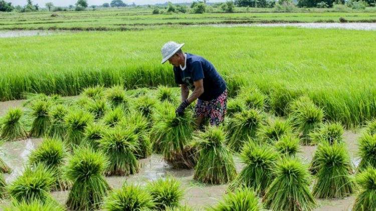 A Guide to Venture into Rice Cultivation and Processing - Niir Project ...